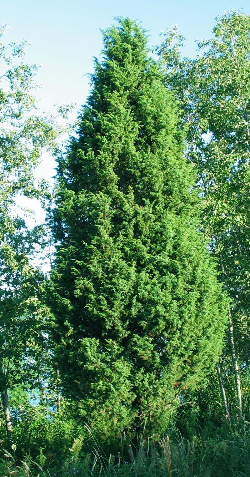 Flora Saarikuntenses